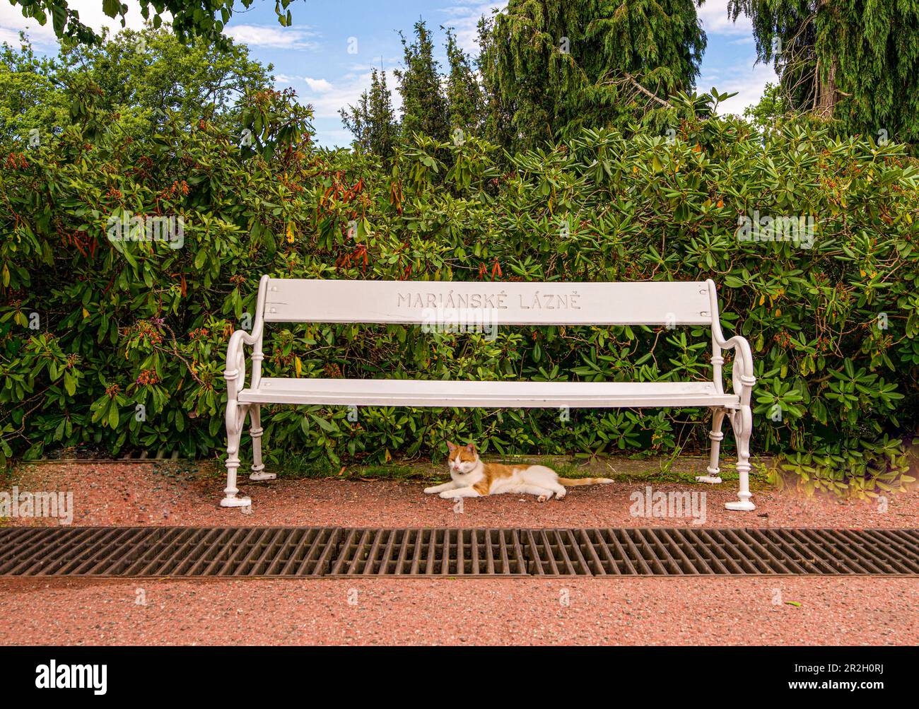 Cat under a bench with the inscription 'Mariánské Lázne' in the spa ...