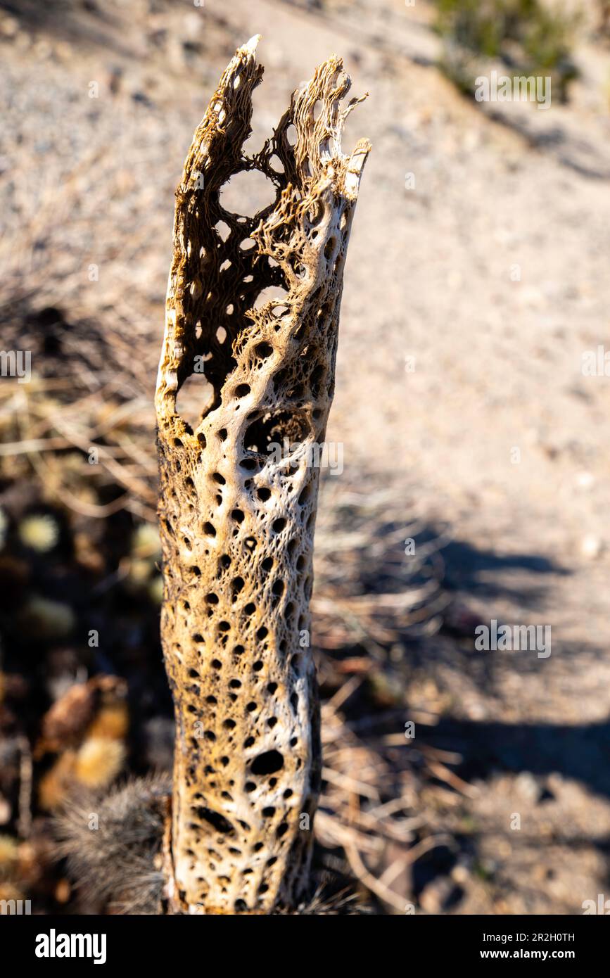 "Skeleton" of Teddybear Cholla (Cylindropuntia bigelovii). Cholla ...