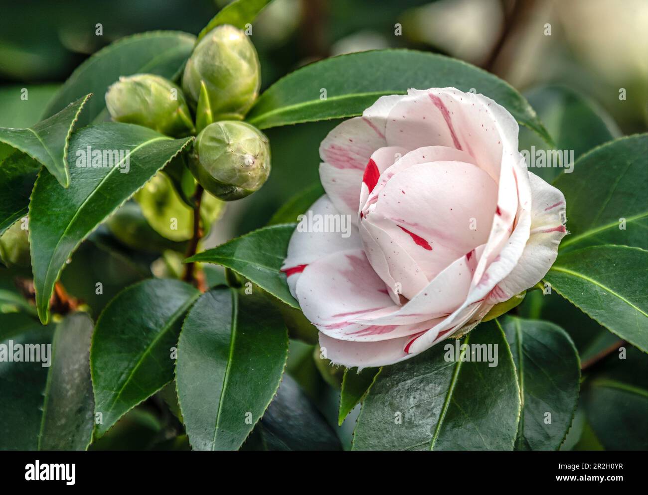 Flower of a Camellia Japonica, "Frau Minna Seidel", Saxony, Germany ...