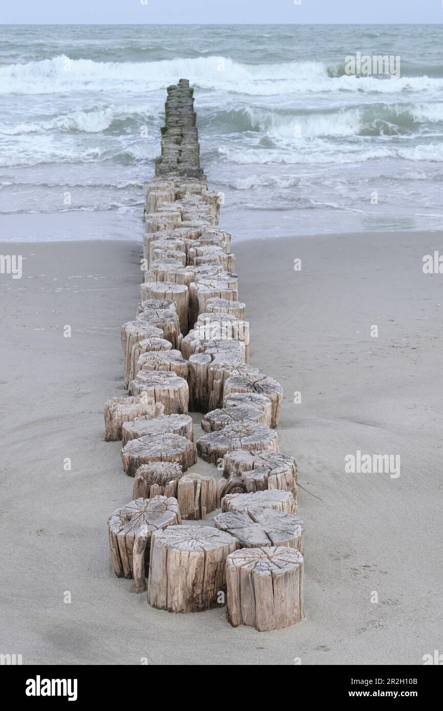 View of wooden piers used as breakwaters on a wild beach, Po Delta ...