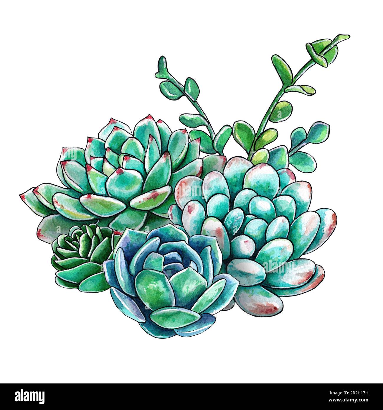 Bright composition of cacti and succulents. Watercolor hand drawn ...