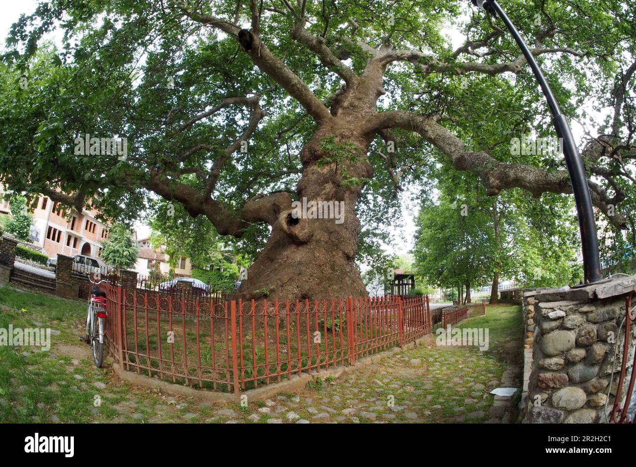 ancient plane tree in Marash Park, Prizren, Kosovo Stock Photo - Alamy