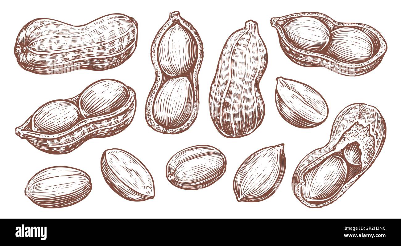 Peanut set isolated. Groundnuts sketch vector illustration. Hand drawn ...