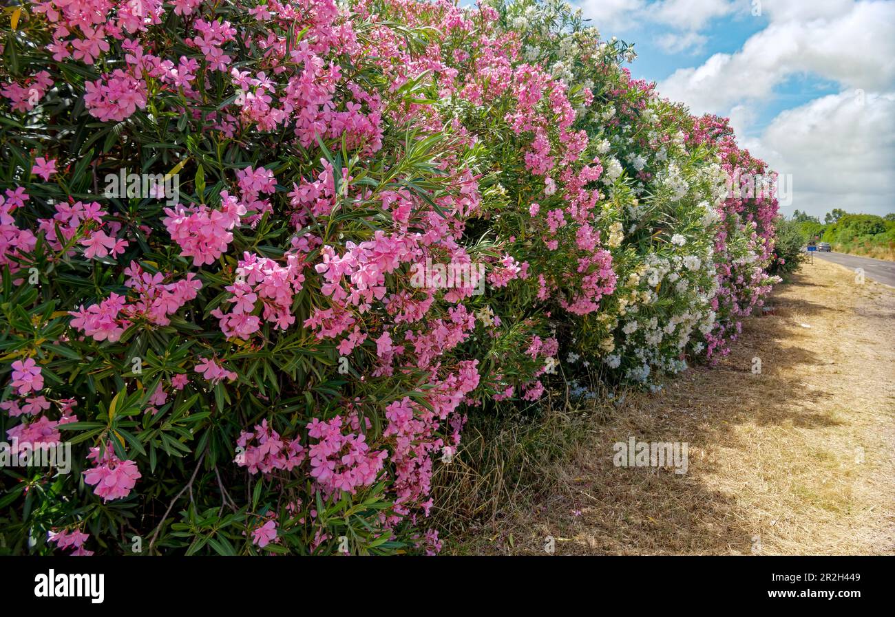 Blossoms of oleander (Nerium oleander), Sardinia, Mediterranean Sea ...