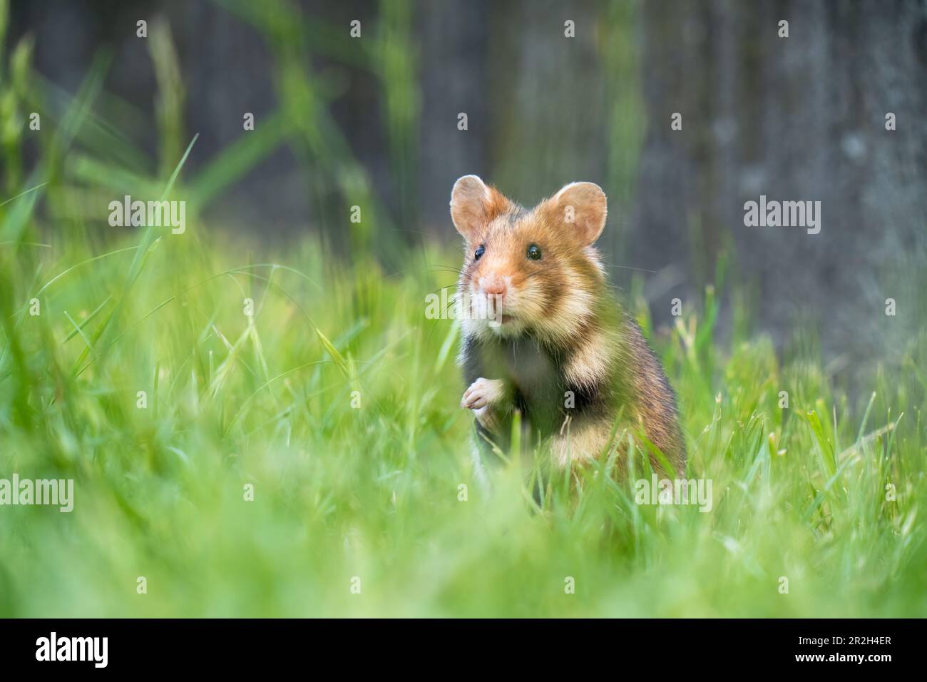 European hamster at the Freidhof in Vienna Stock Photo - Alamy