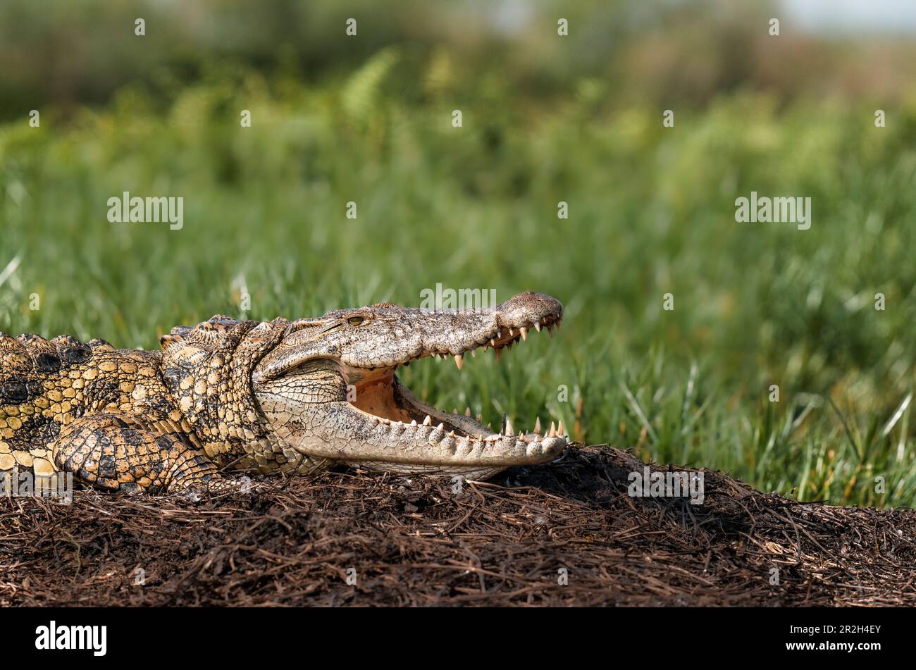West african crocodile hi-res stock photography and images - Alamy