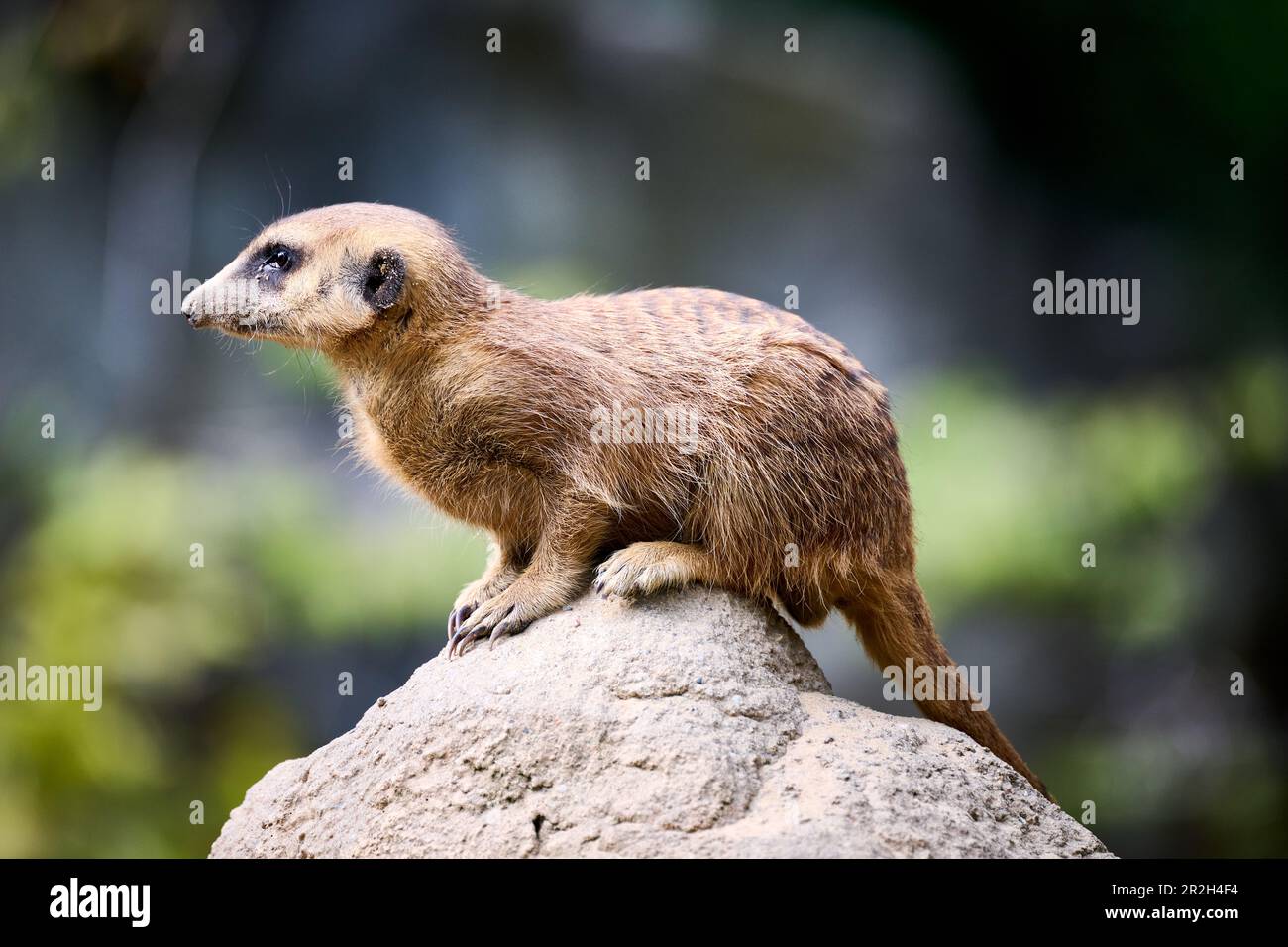 Meerkats (Suricata) at Berlin Zoo, Berlin, Germany Stock Photo - Alamy