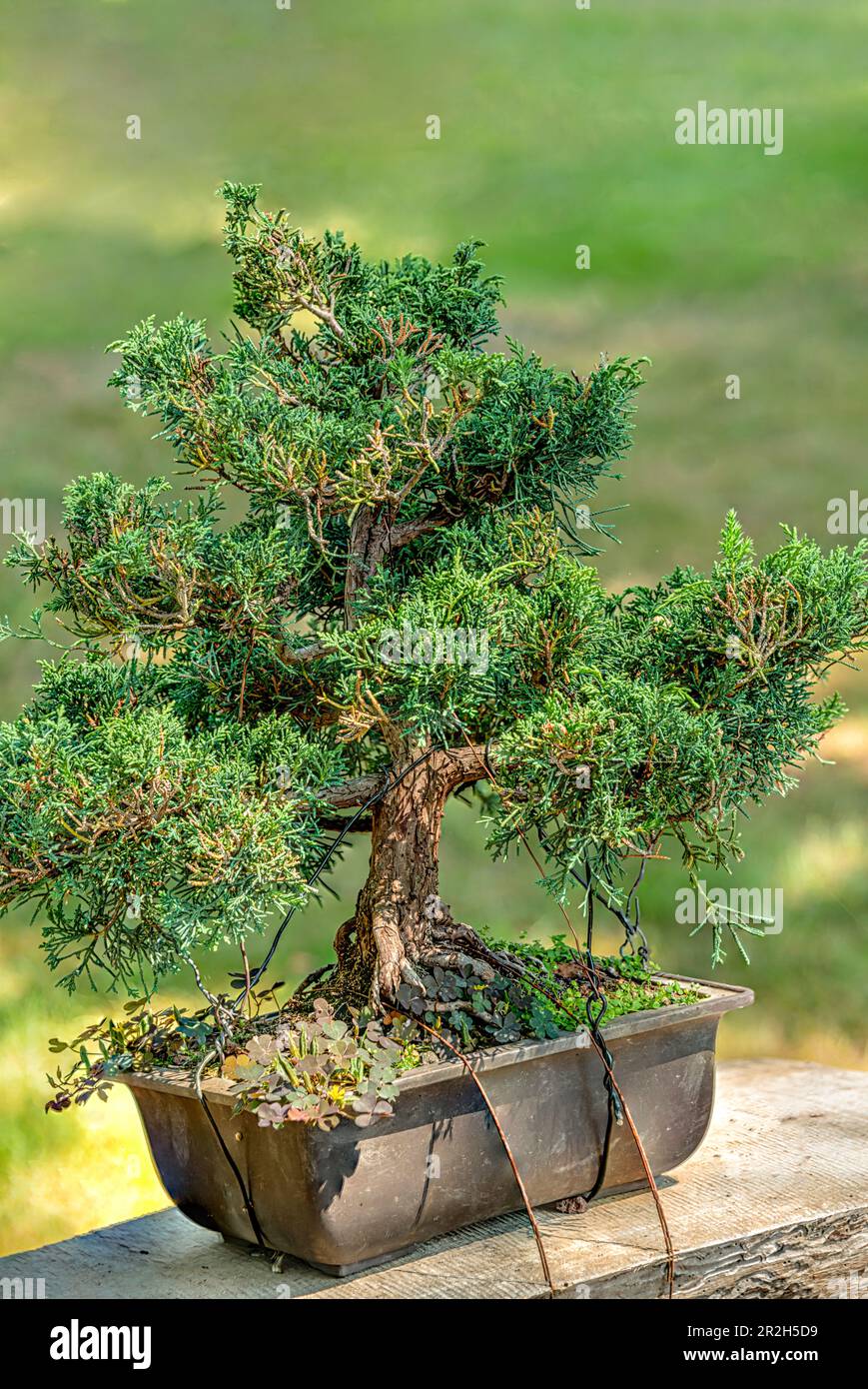 Chinese juniper bonsai, Juniperus chinensis, Blaauws variety, in the ...