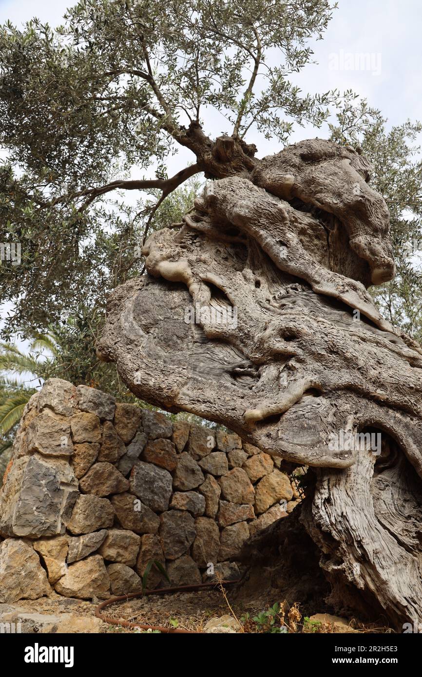 Olive tree serra de tramuntana hi-res stock photography and images - Alamy