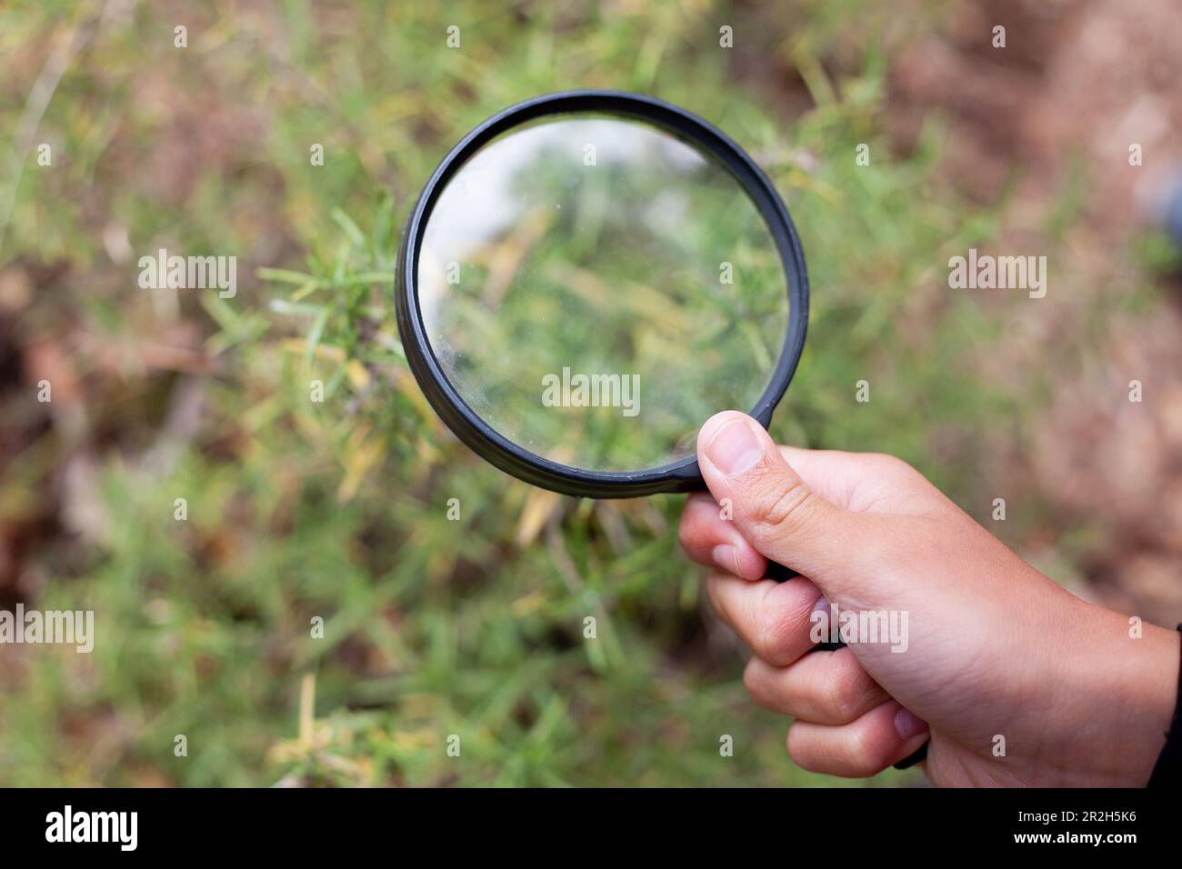 A child's hand holds a magnifying glass, using it to observe a plant ...