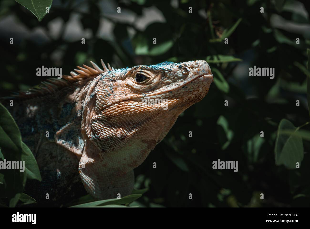 Portrait of an iguana in profile. Exotic iguana. Iguana portrait Stock ...