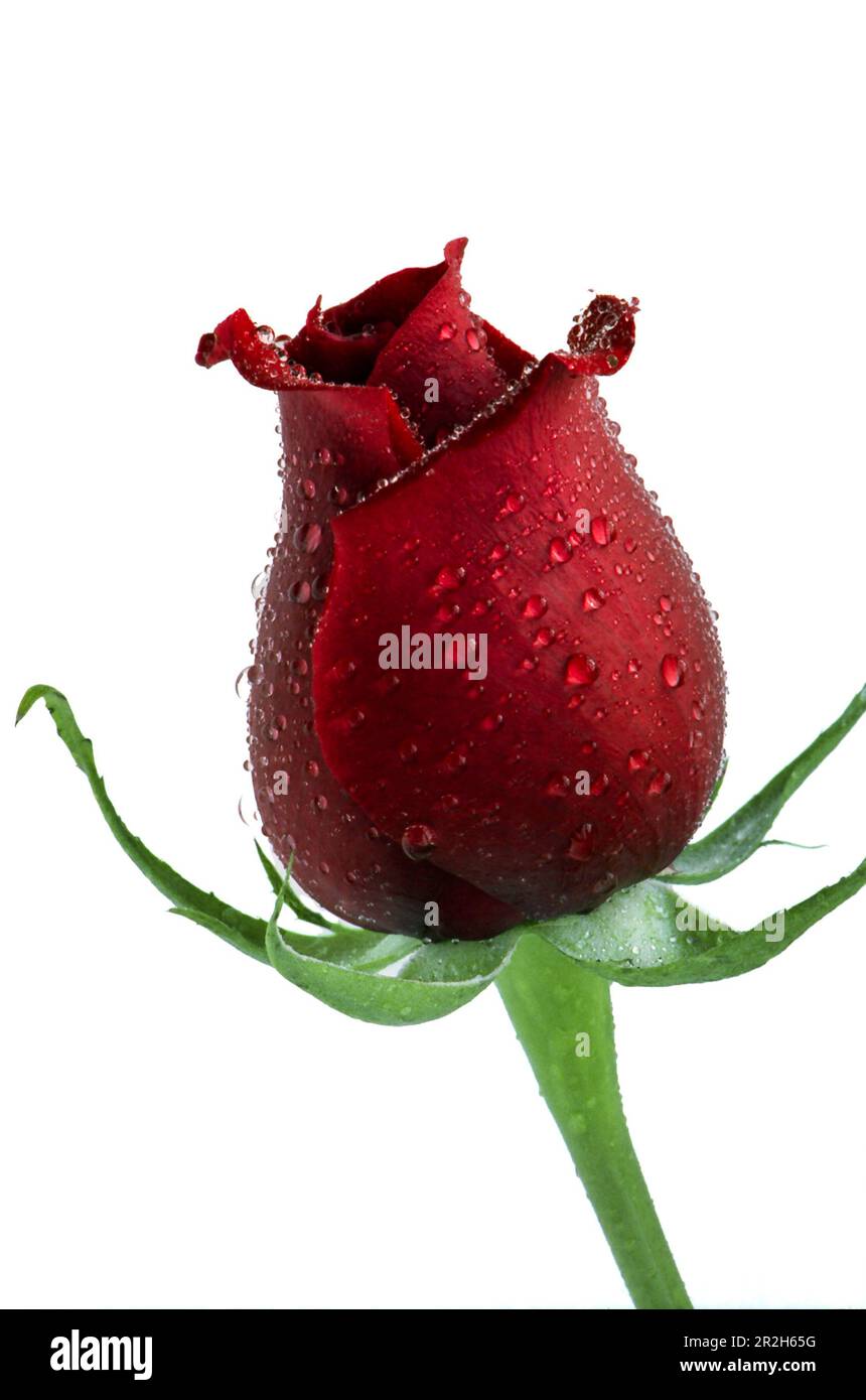Red Rose With Stem With Water Drops