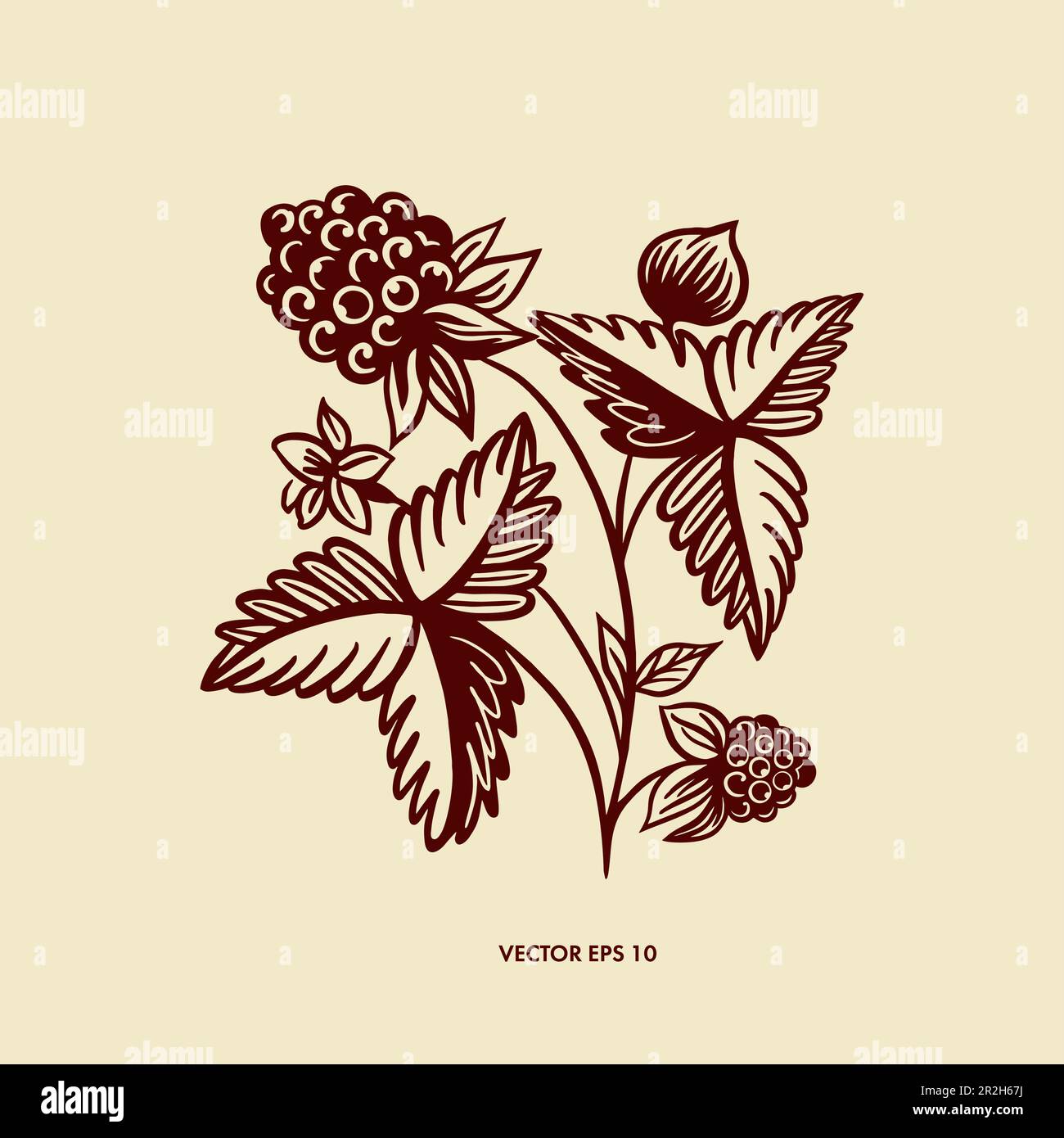 Graphic image of a wild berry. Vector berry with leaves on the stem ...