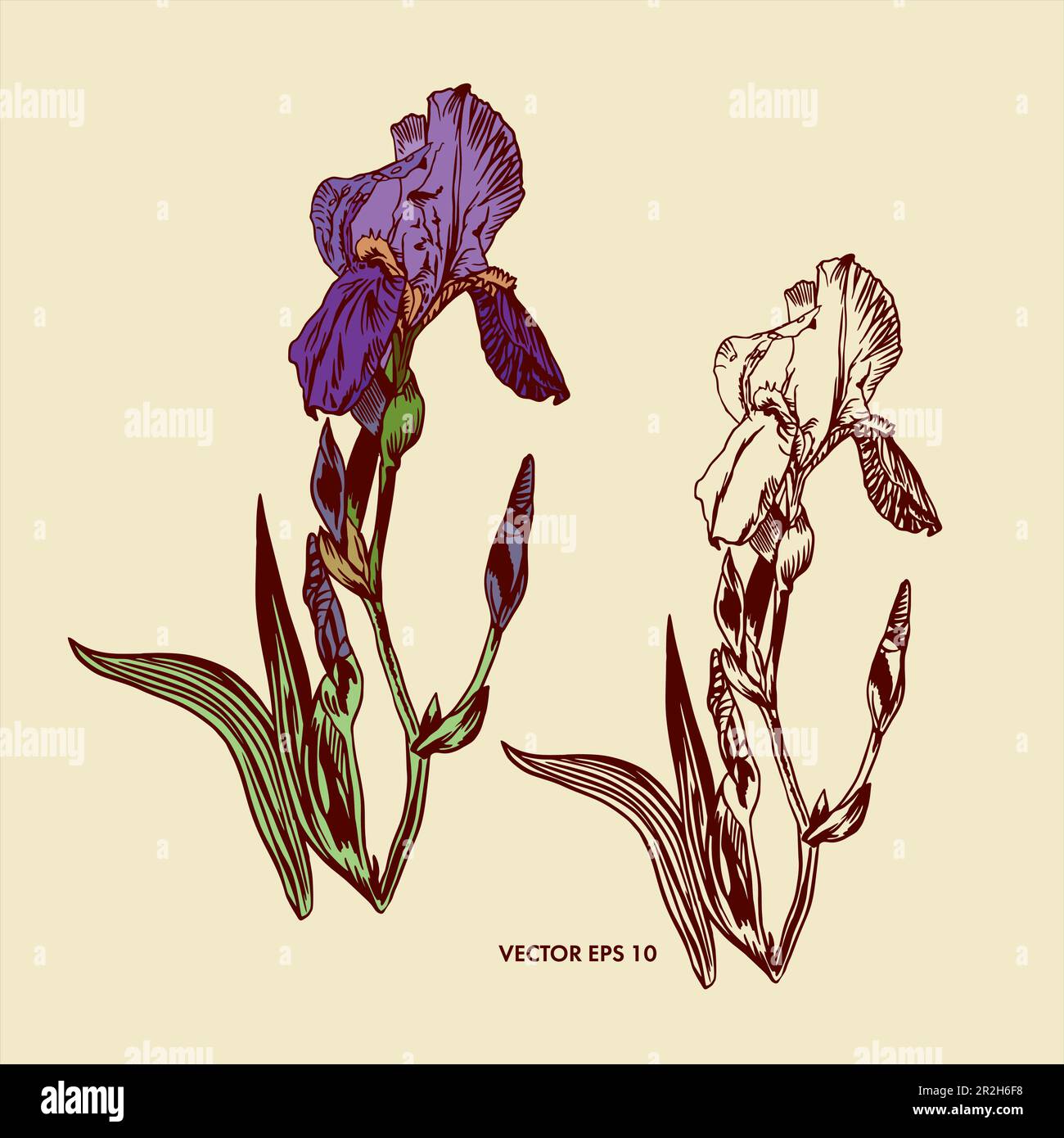 Vector purple iris with leaves, iris silhouette. Graphic illustration ...