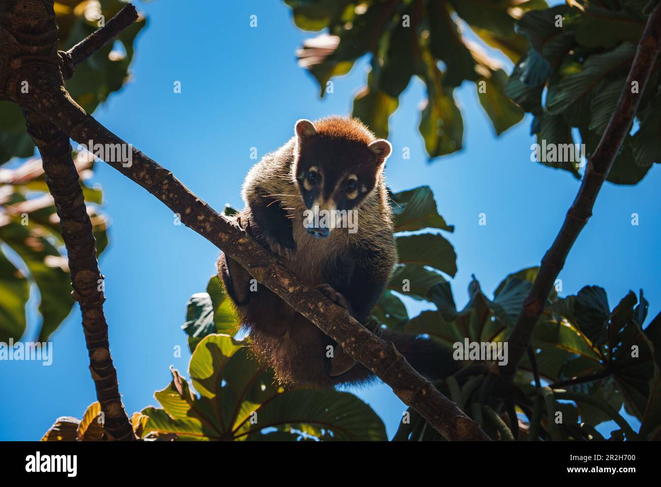 White-nosed Coati - Nasua narica, small common white nosed carnivore ...