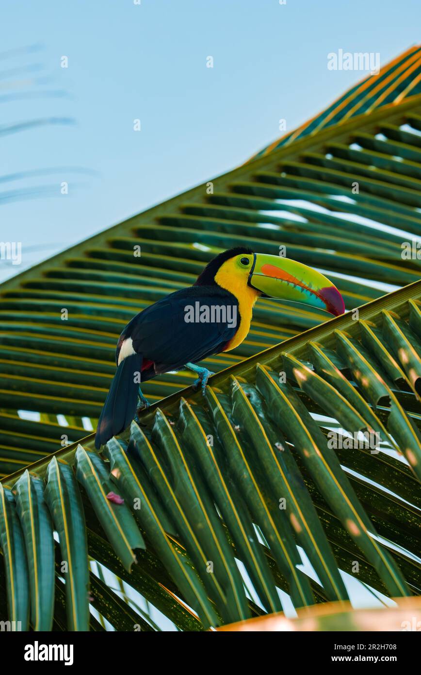Colorful Toucan in the wild in Costa Rica Stock Photo - Alamy
