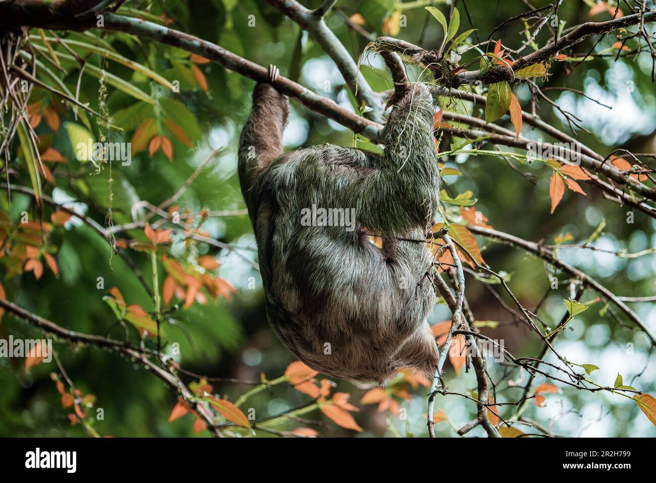 Cute sloth hanging on tree branch. Perfect portrait of wild animal in ...