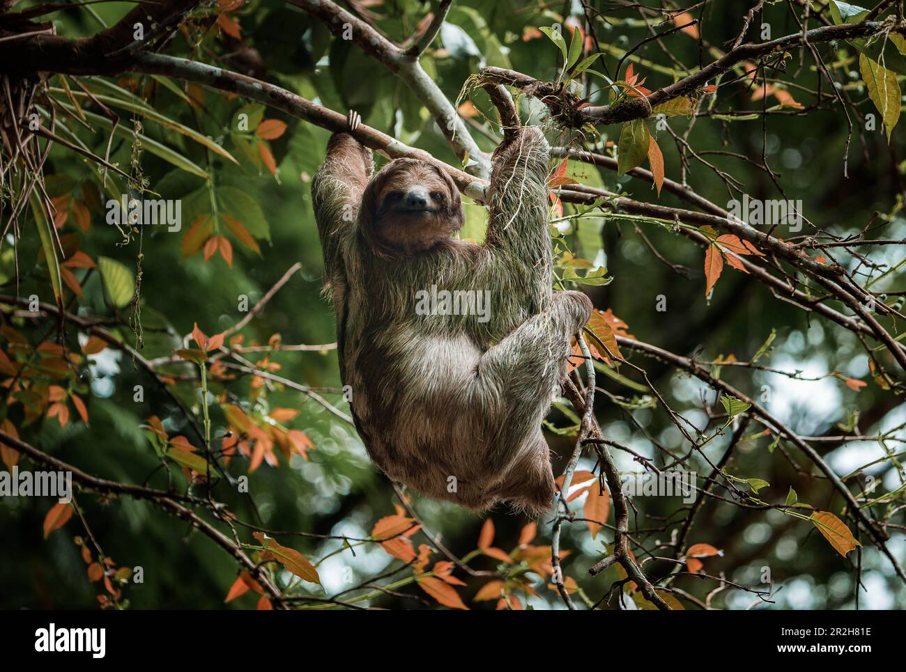 Cute sloth hanging on tree branch. Perfect portrait of wild animal in ...