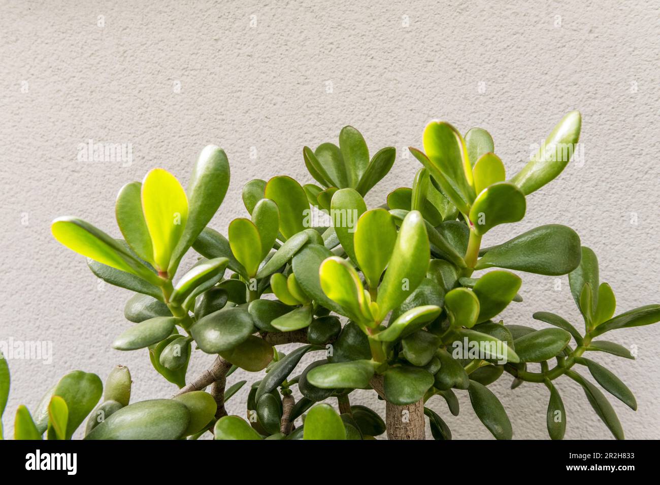 High area of a jade leaf succulent plant and a white wall background ...
