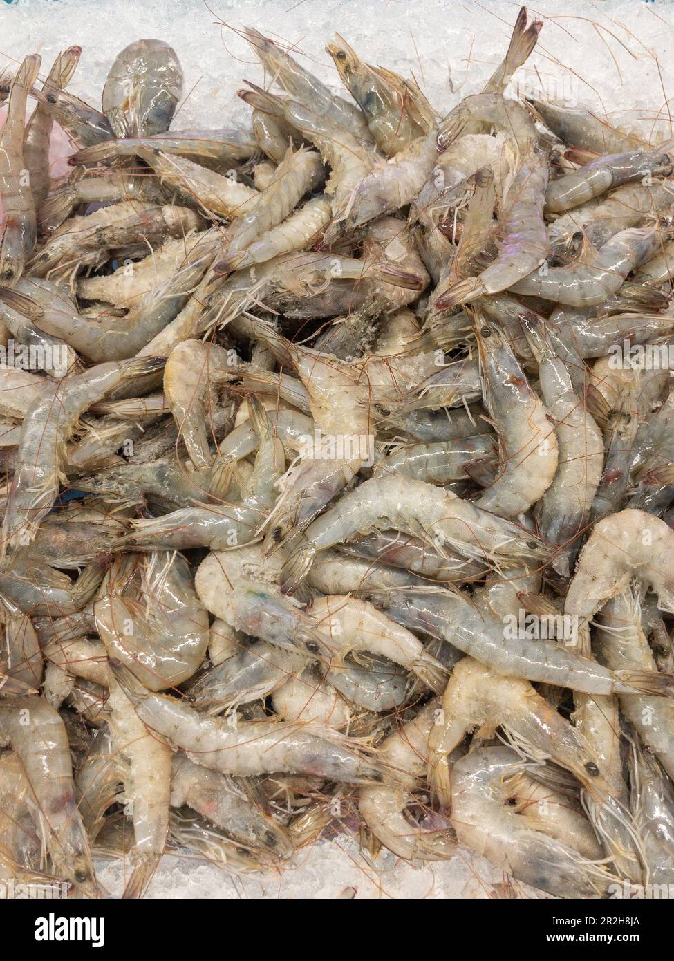 Fresh Shrimps, or prawns, on display in wet market. Seafood abstract ...