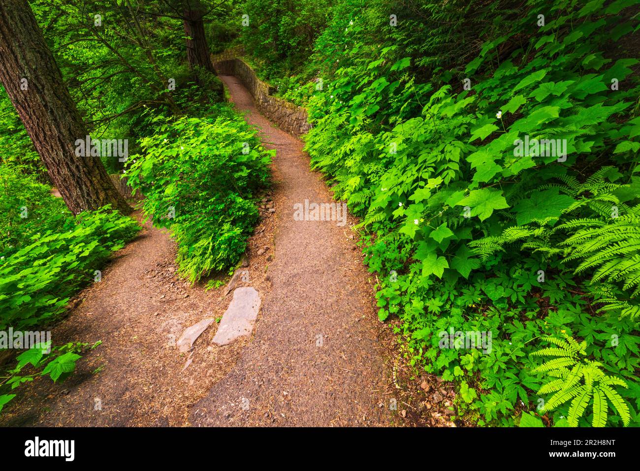 Perdition Trail, Columbia River Gorge National Scenic Area, Oregon USA ...