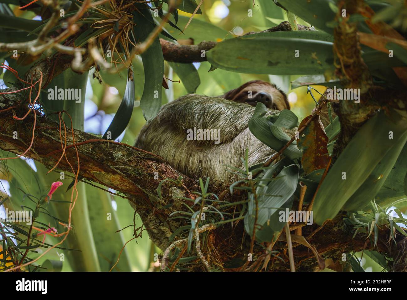 Cute sloth hanging on tree branch. Perfect portrait of wild animal in ...
