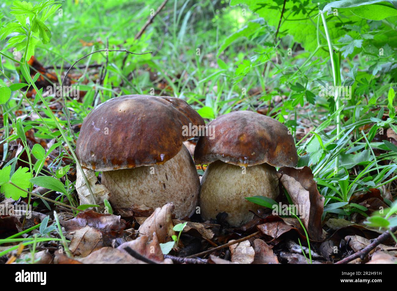 Two nice specimen of Boletus reticulatus or Summer Bolete, delicious ...