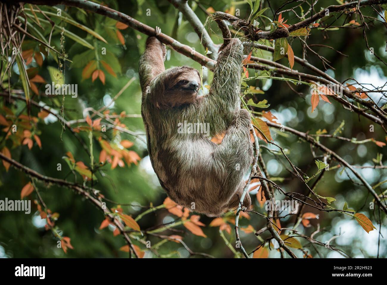 Cute sloth hanging on tree branch. Perfect portrait of wild animal in ...
