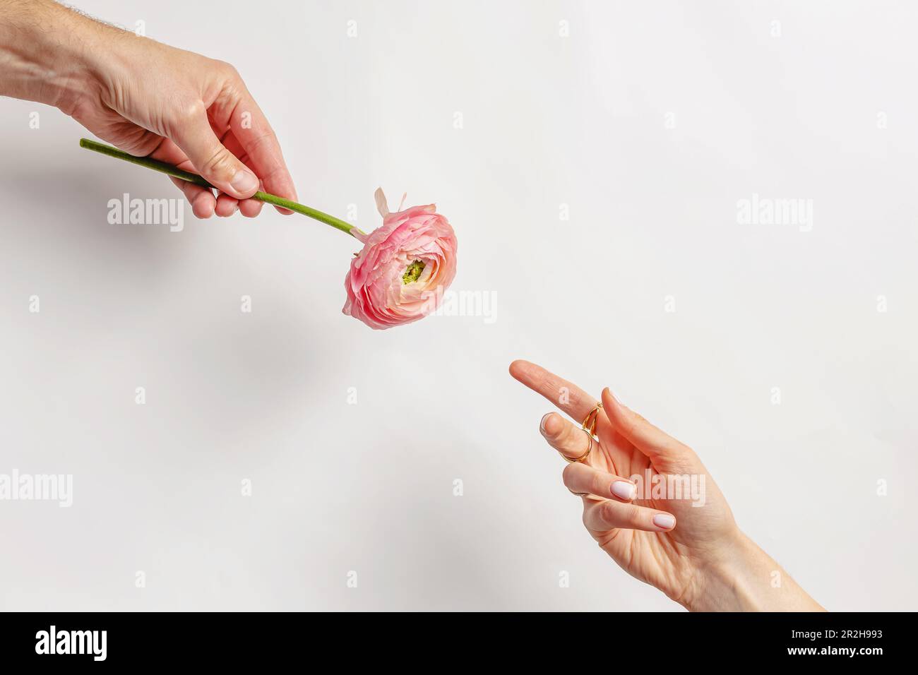 Male and female hand, giving a pink flower, isolated on white ...