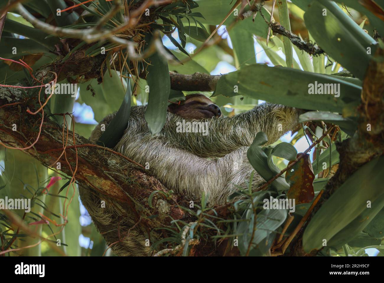 Cute sloth hanging on tree branch. Perfect portrait of wild animal in ...