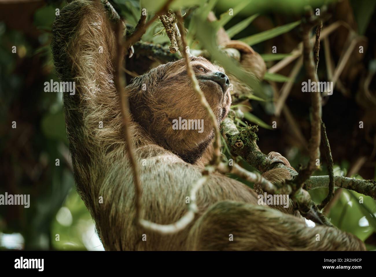 Cute sloth hanging on tree branch. Perfect portrait of wild animal in ...