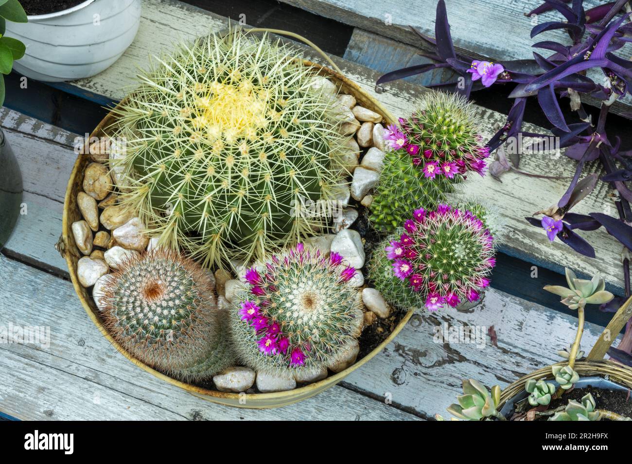 cactus, is a family of plants native to America. However, there is one ...