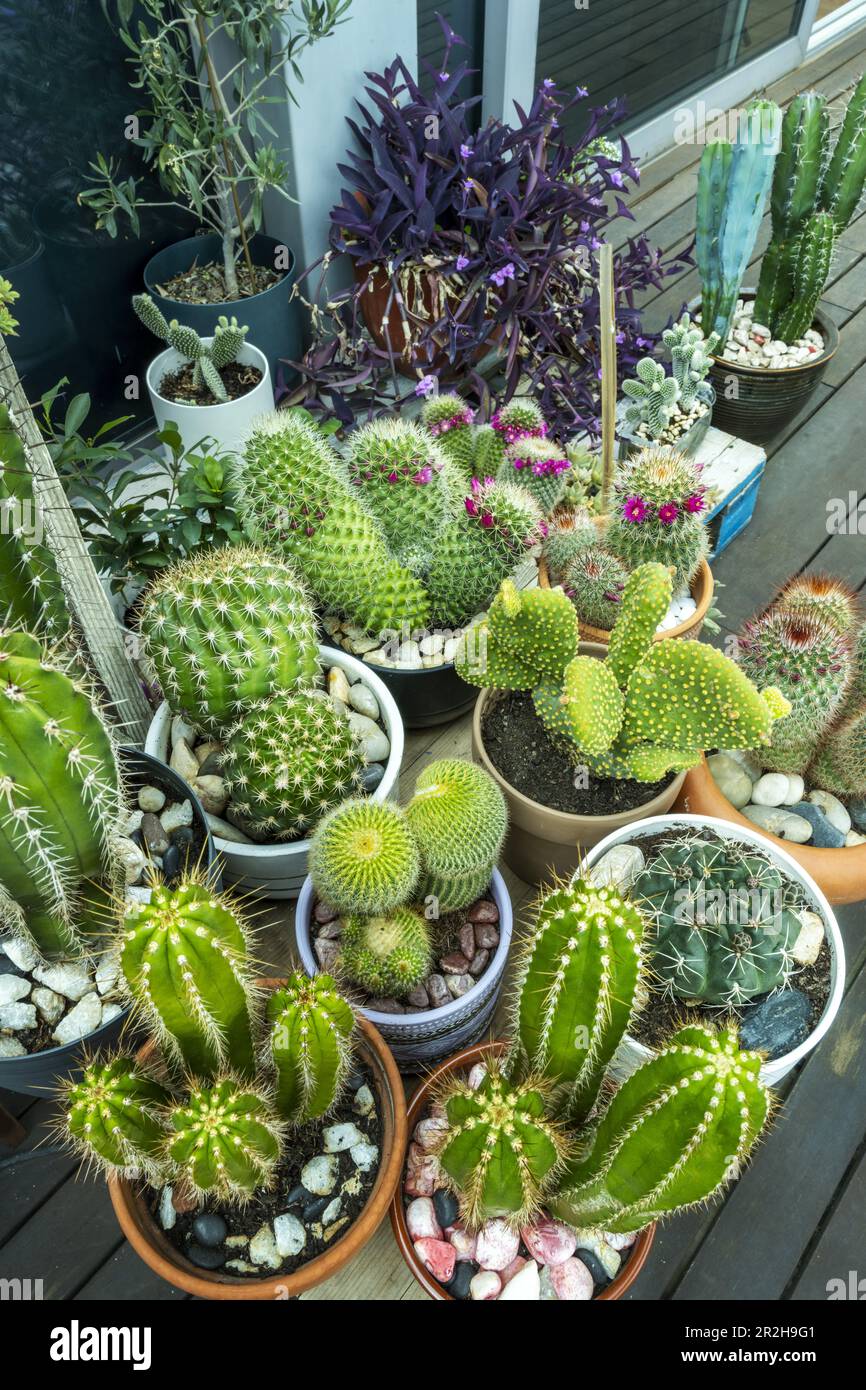 cactus, is a family of plants native to America. However, there is one ...