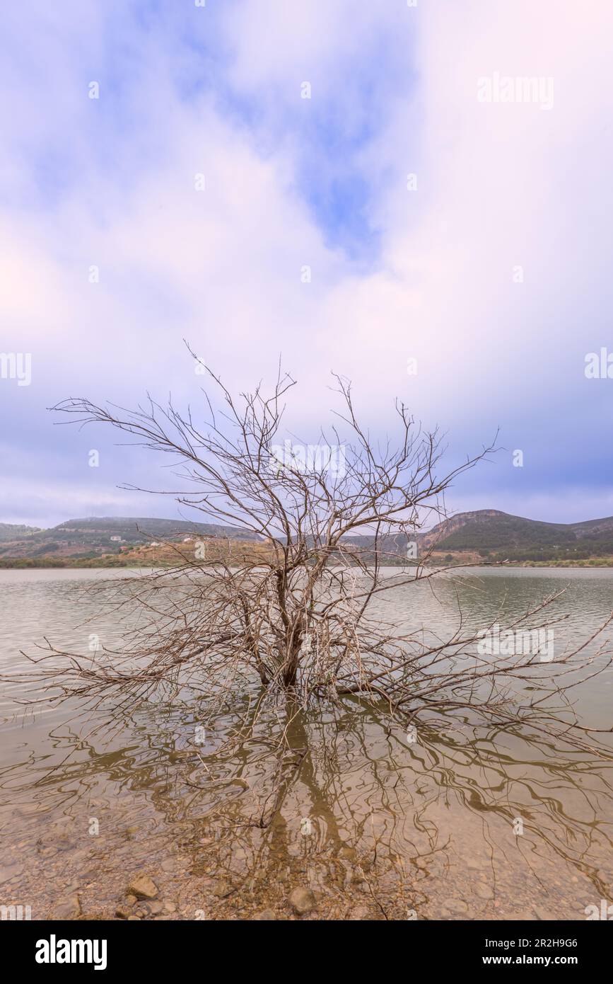 a landscape in a lake between mountains with a tree without leaves and ...