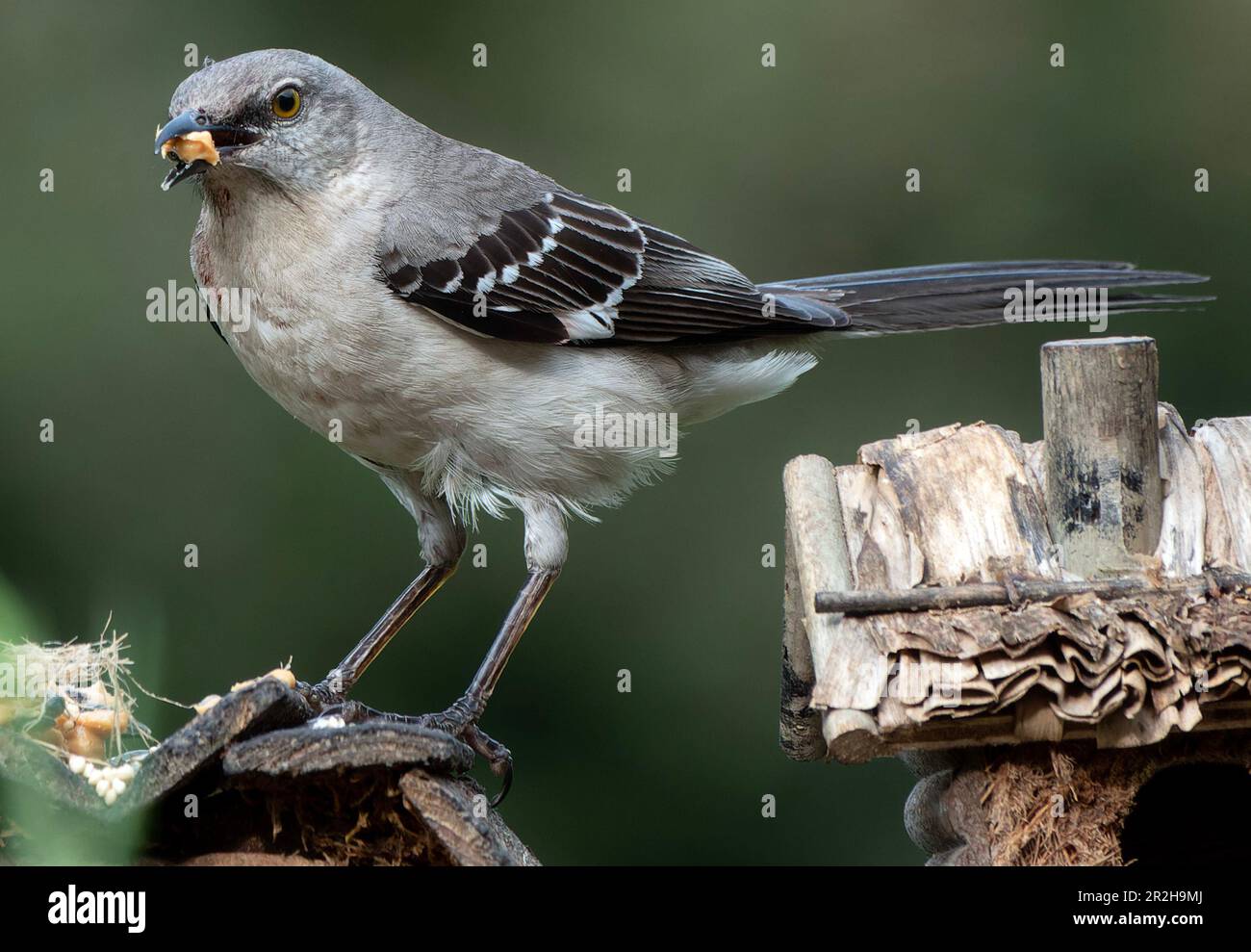 Northern Mockingbird on the bird house roof Stock Photo - Alamy