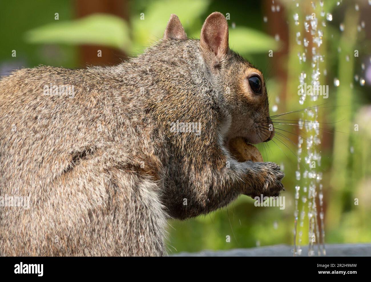 A Squirrel finds a peanut on the deck Stock Photo - Alamy