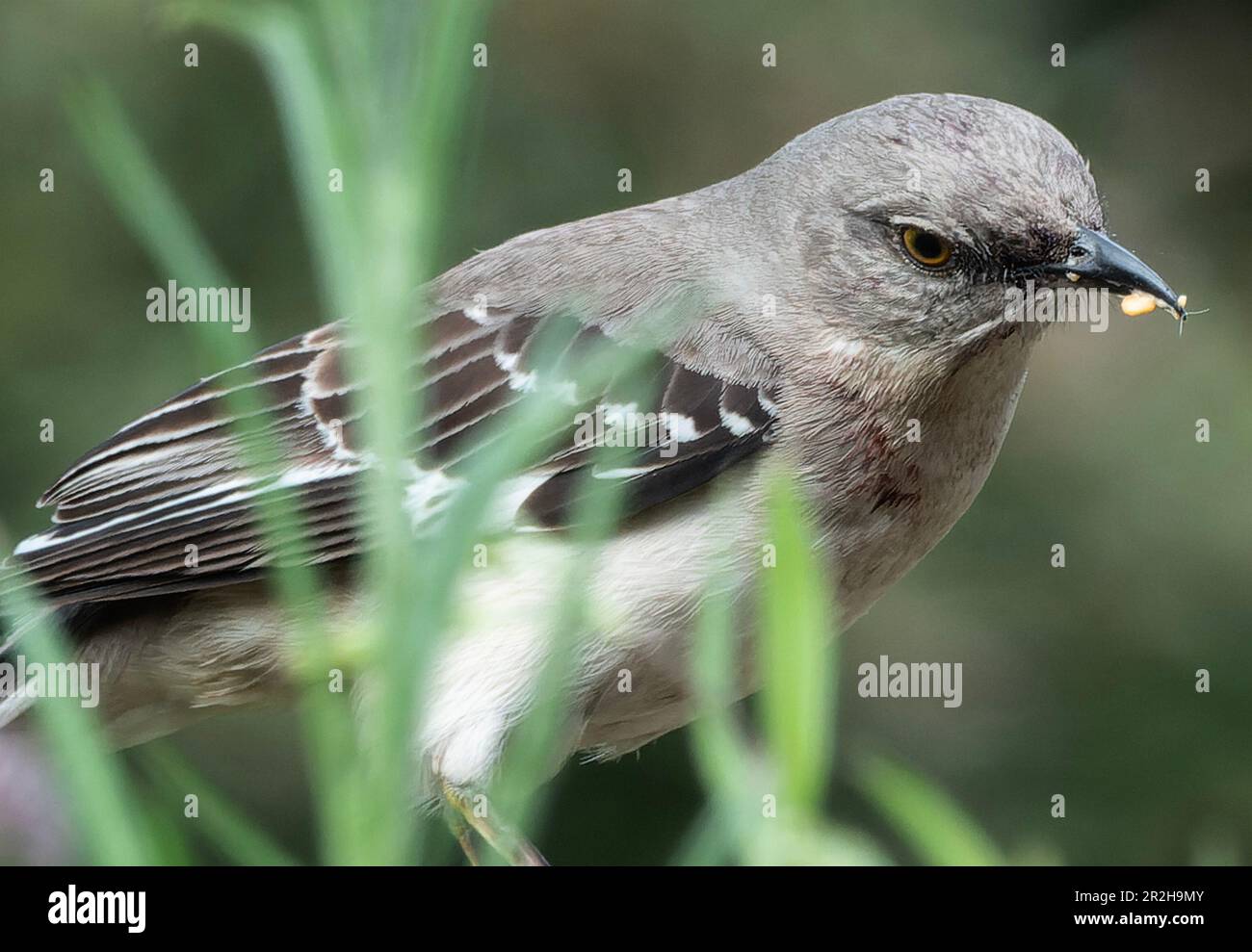 Northern Mockingbird on the bird house roof Stock Photo - Alamy