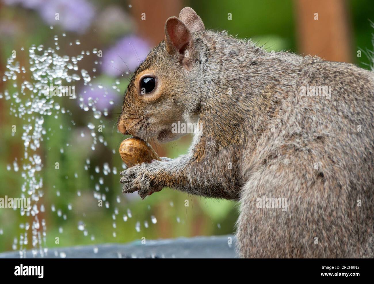 A Squirrel finds a peanut on the deck Stock Photo - Alamy