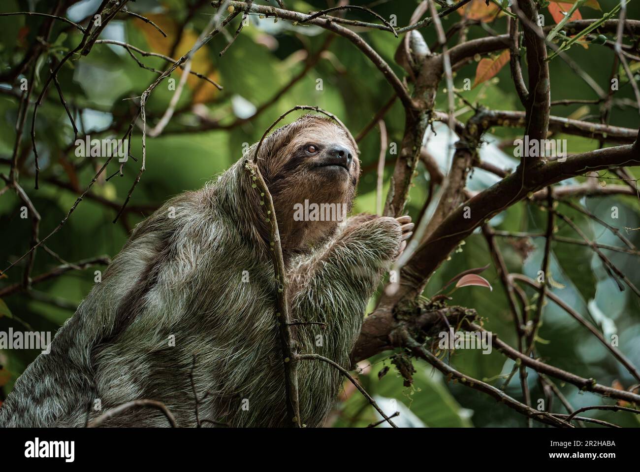 Cute sloth hanging on tree branch. Perfect portrait of wild animal in ...