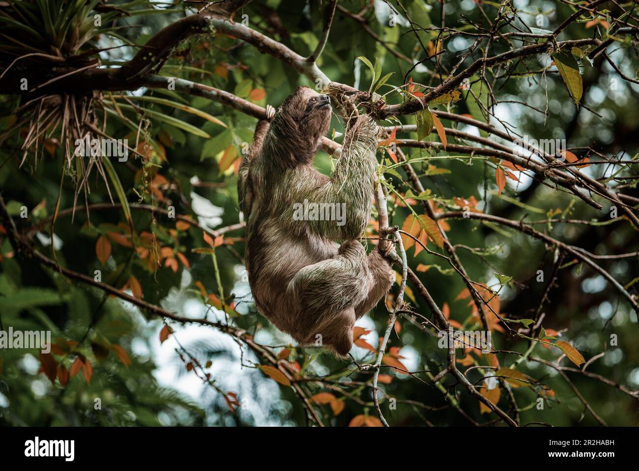 Cute sloth hanging on tree branch. Perfect portrait of wild animal in ...