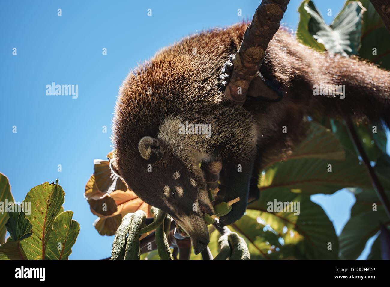 White-nosed Coati - Nasua narica, small common white nosed carnivore ...