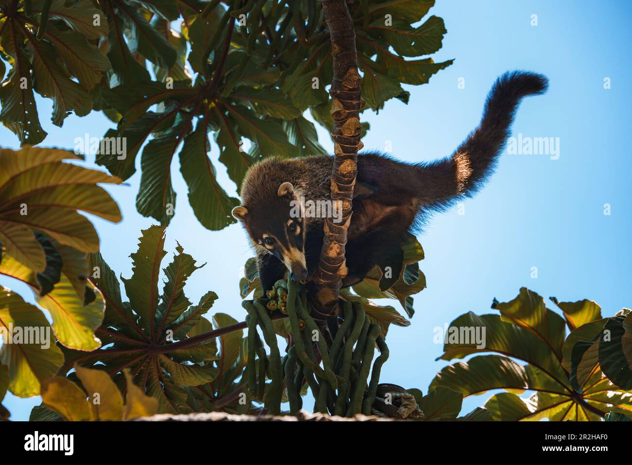 White-nosed Coati - Nasua narica, small common white nosed carnivore ...