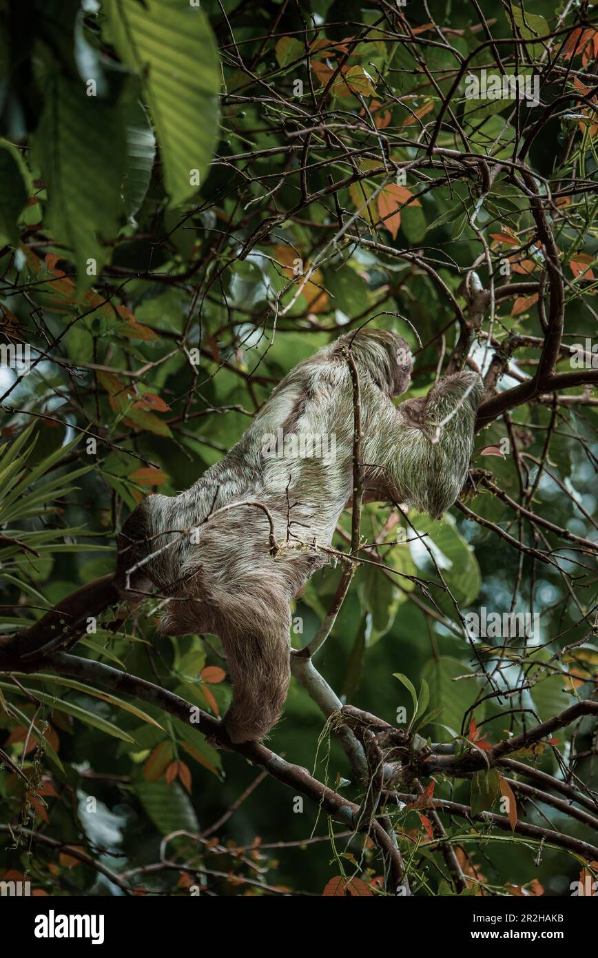 Cute sloth hanging on tree branch. Perfect portrait of wild animal in ...