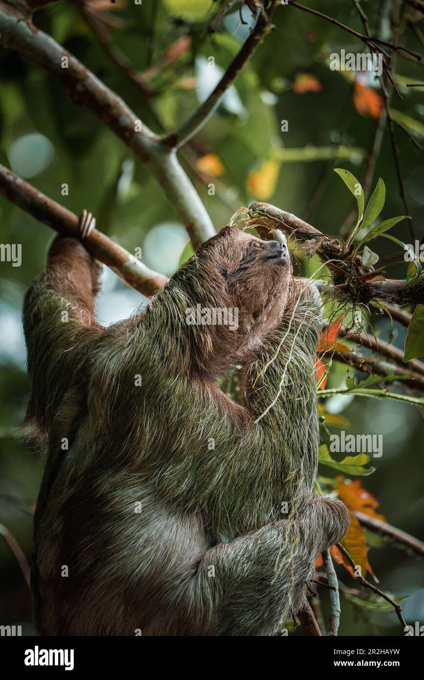 Cute sloth hanging on tree branch. Perfect portrait of wild animal in ...