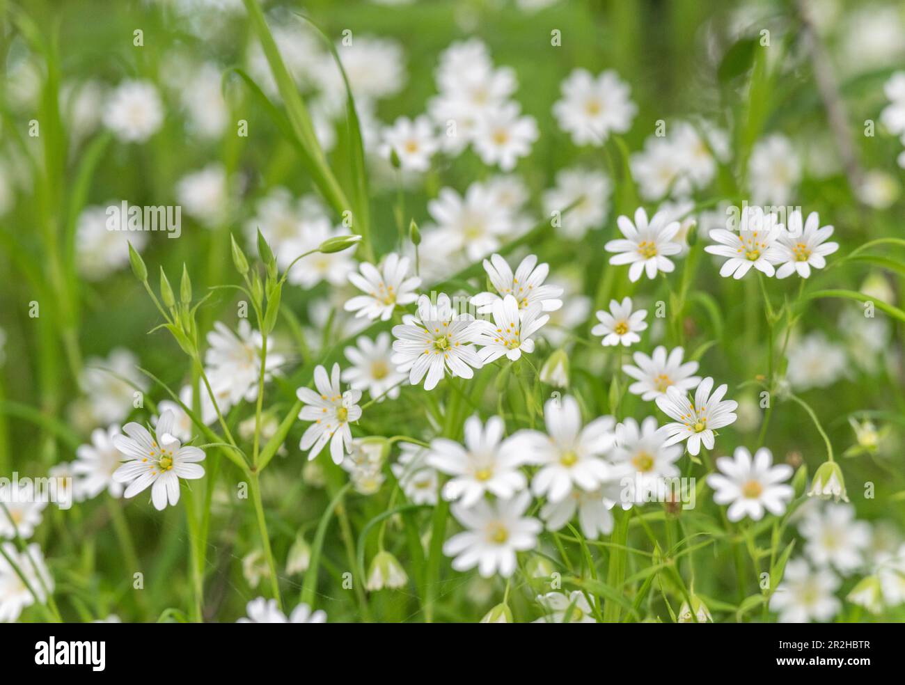 Clustered white flowers of Greater Stitchwort / Stellaria holostea ...