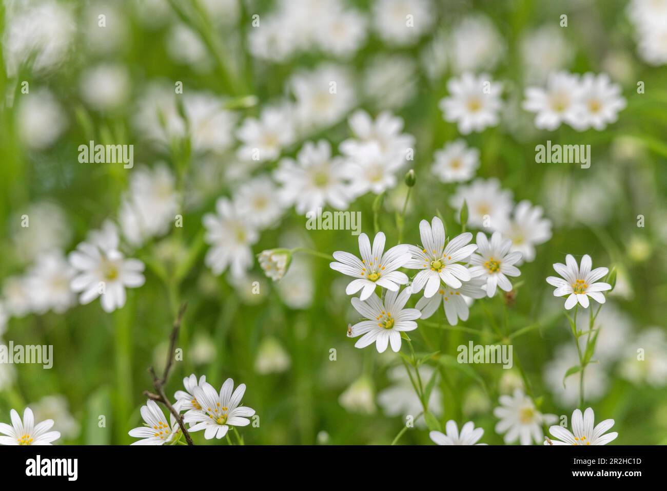 Patch of stitchwort roadside hi-res stock photography and images - Alamy