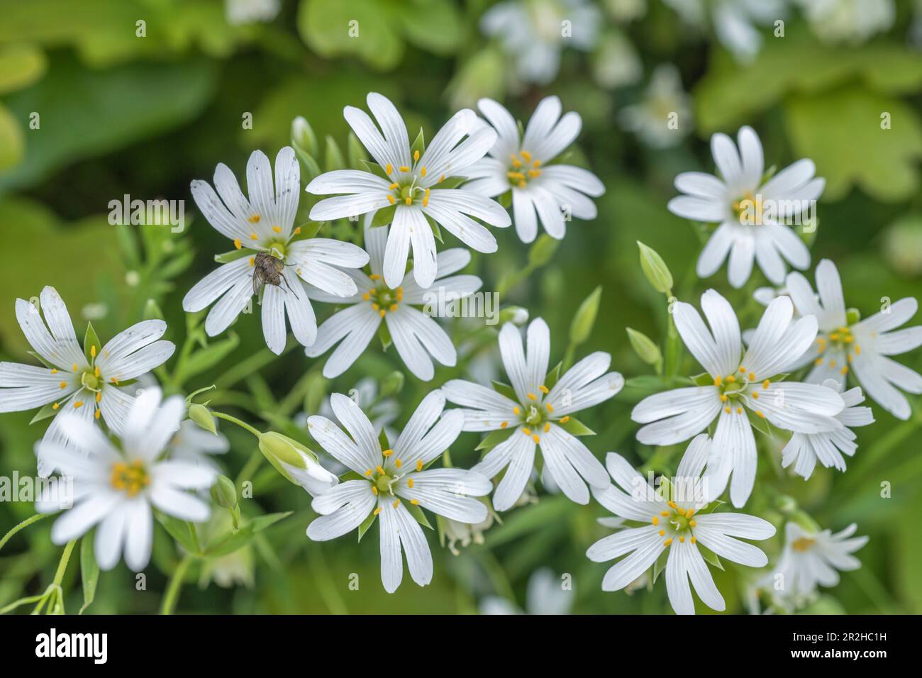 Cluster vierge hi-res stock photography and images - Alamy