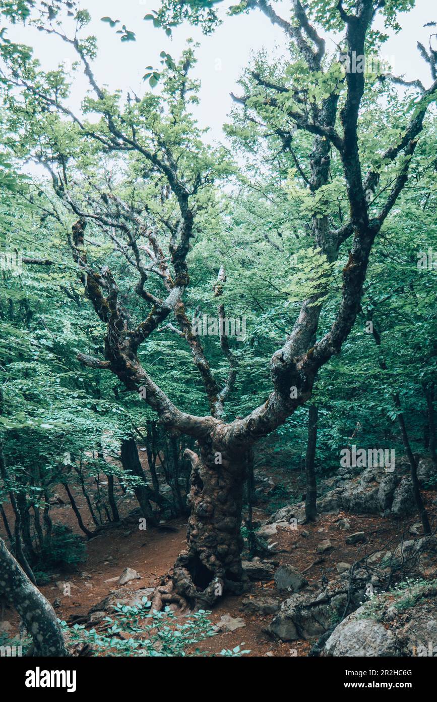 A tall old tree, towering over the rest of the trees Stock Photo - Alamy