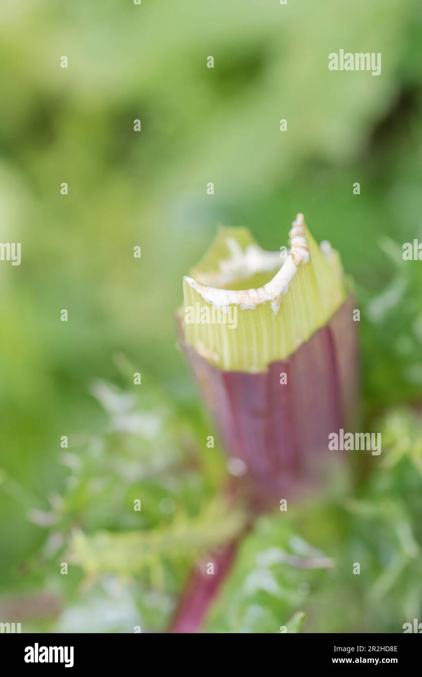 Milky latex sap oozing from a broken stem or stalk of Prickly Sow ...