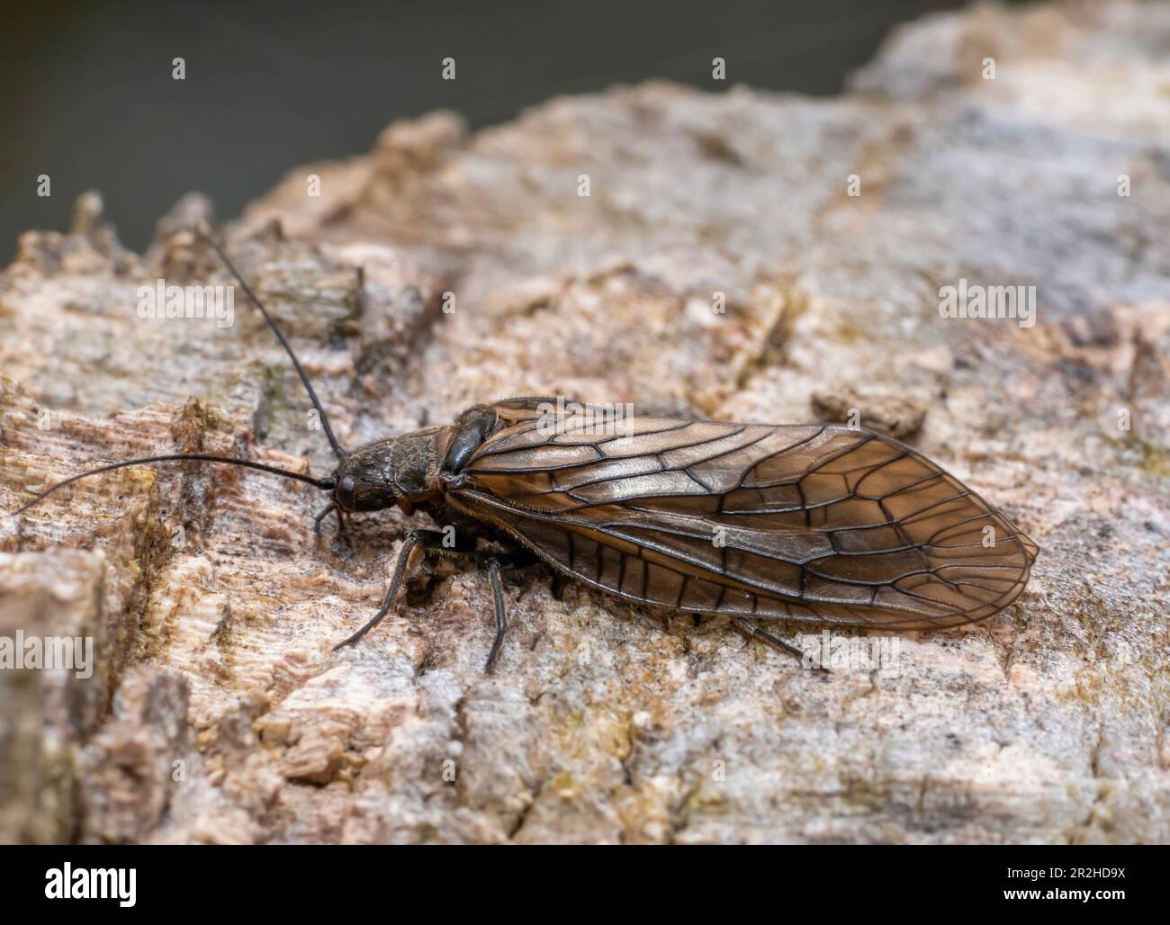 Megaloptera hi-res stock photography and images - Alamy
